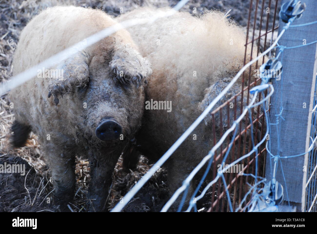 Hungarian mangalitsa hi-res stock photography and images - Alamy