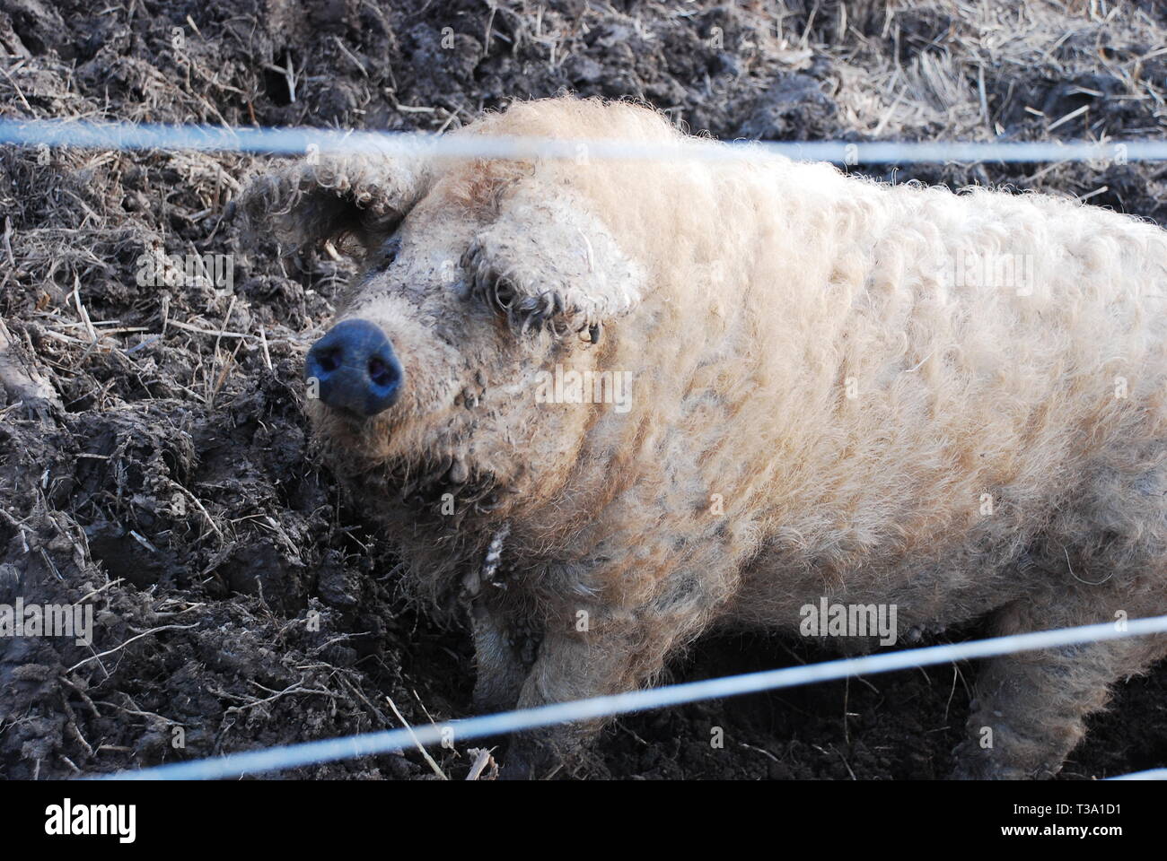 Traditional hungarian farm house hi-res stock photography and images ...