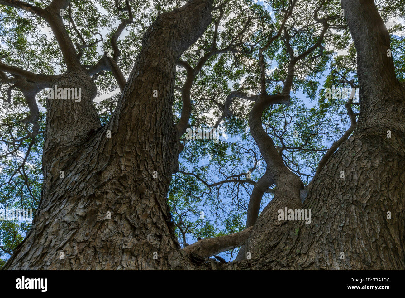 Monkey pod tree hi-res stock photography and images - Alamy