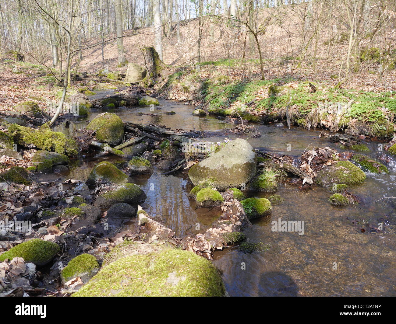 Course of a small stream Stock Photo - Alamy