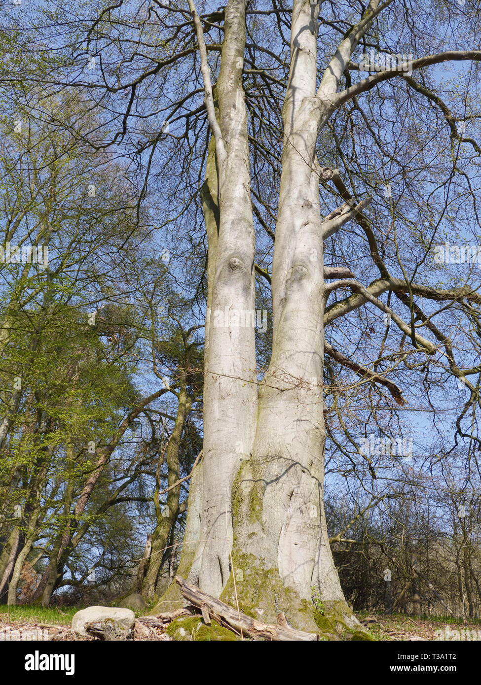 Large beech tree Stock Photo - Alamy