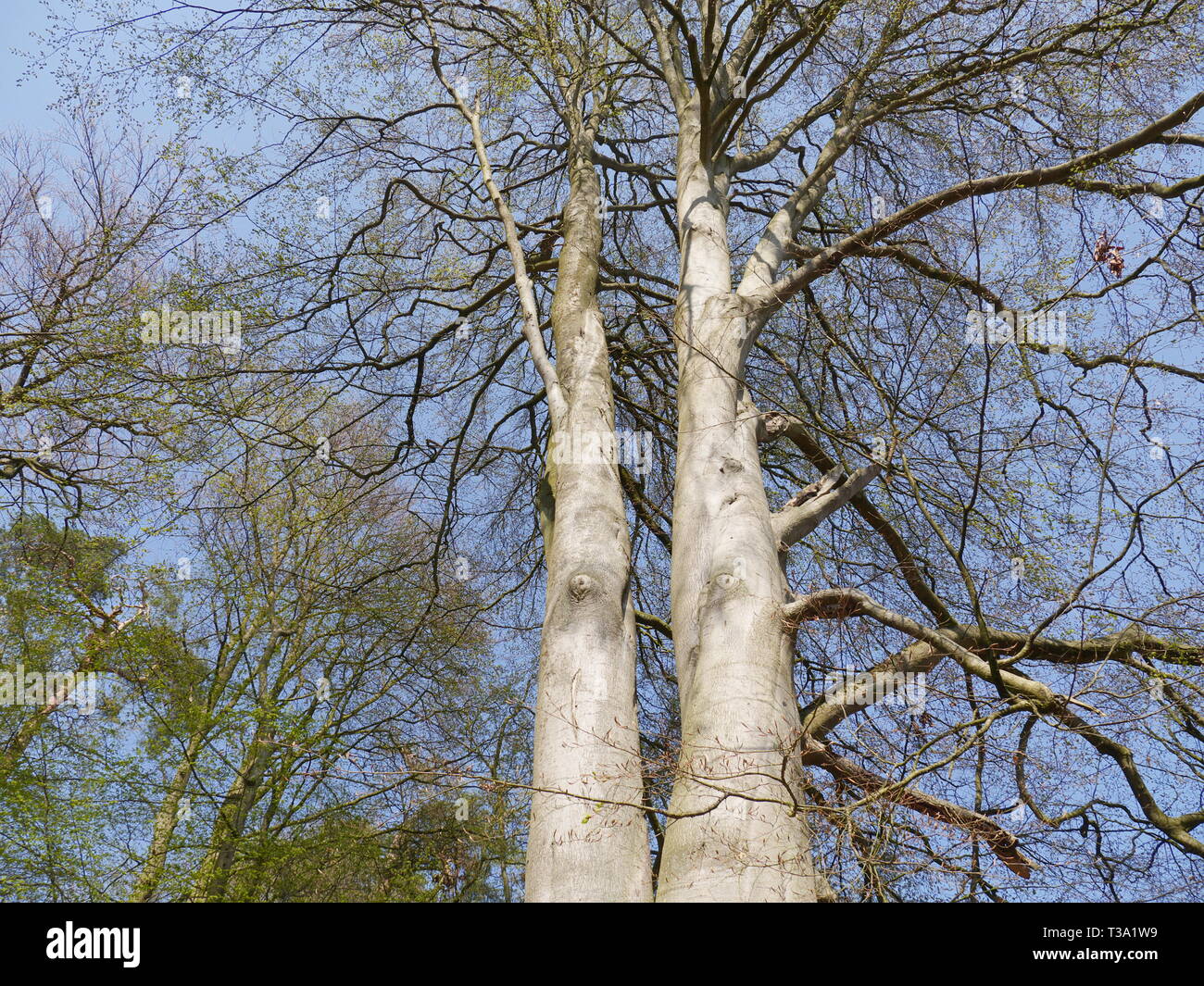 Very large beech hi-res stock photography and images - Alamy