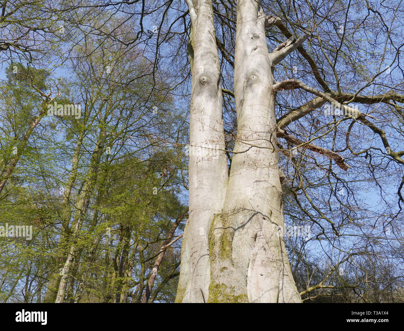 Large beech tree Stock Photo - Alamy