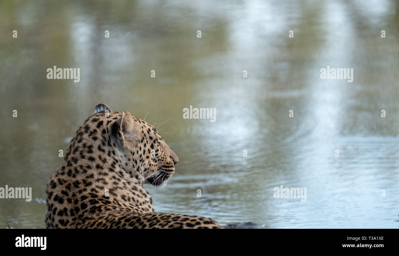 Female leopardess photographed in late afternoon at a waterhole in the ...