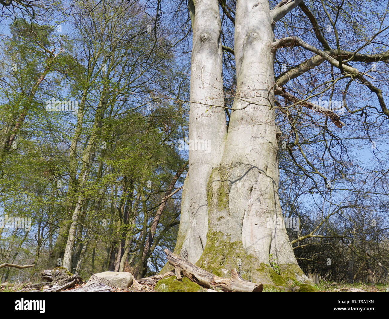 Large beech tree Stock Photo - Alamy