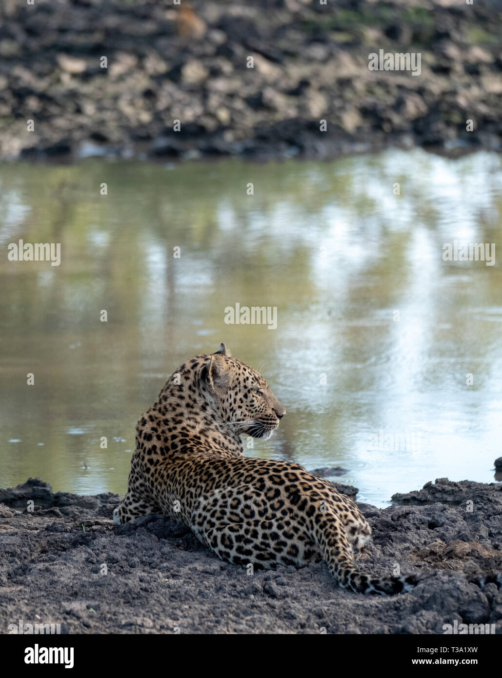Female leopardess photographed in late afternoon at a waterhole in the ...