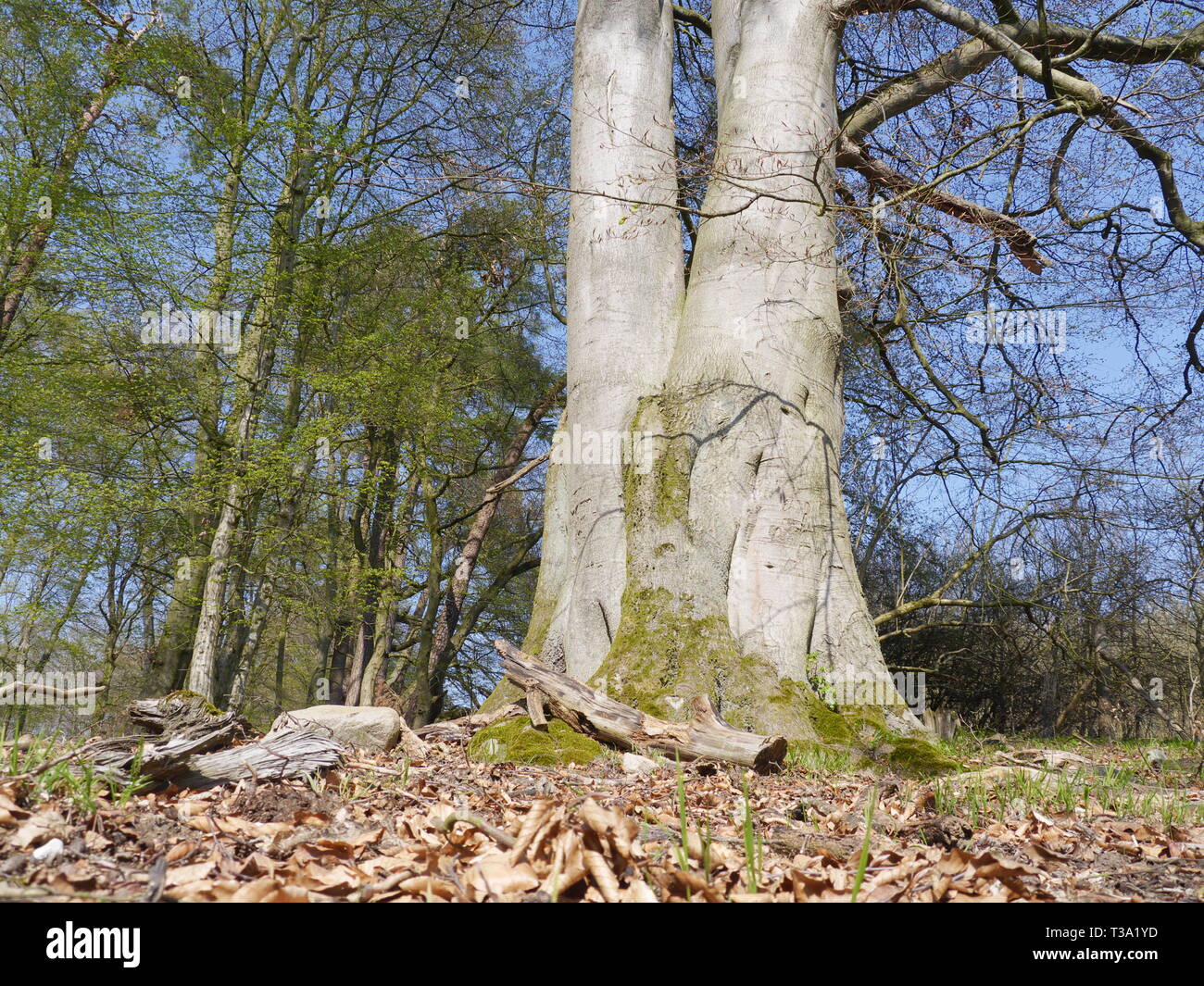 Large beech tree Stock Photo - Alamy