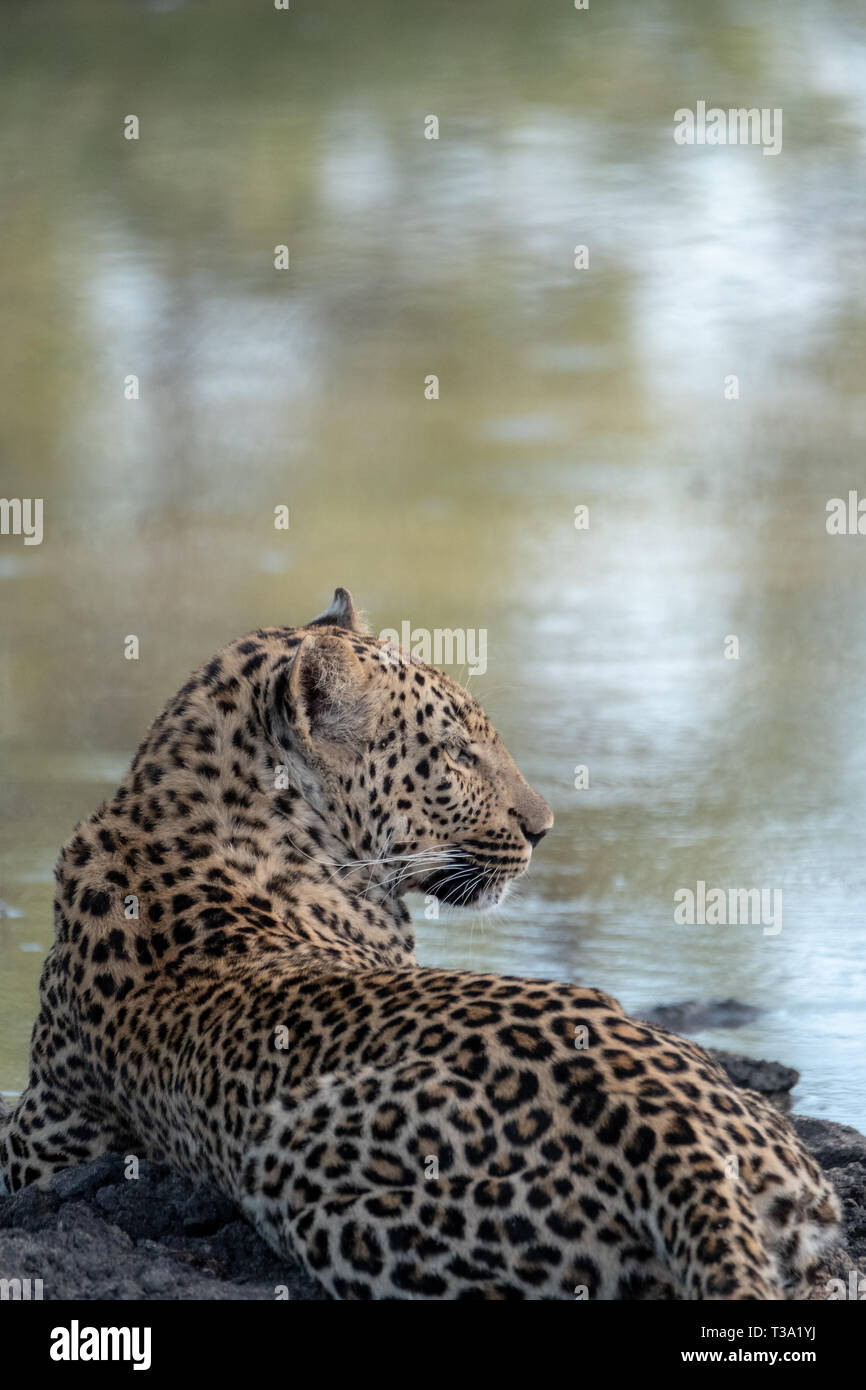 Female leopardess photographed in late afternoon at a waterhole in the ...