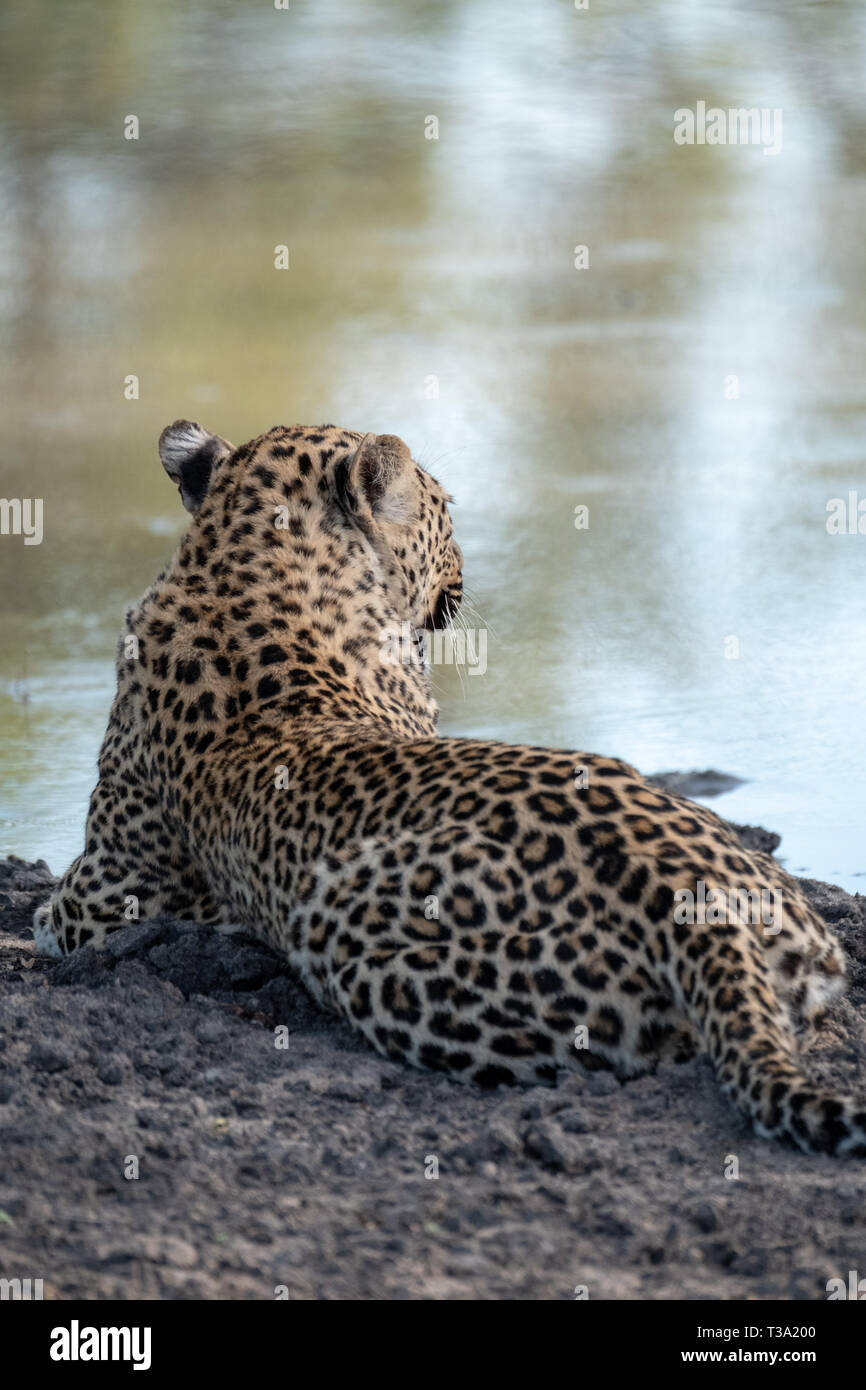 Female leopardess photographed in late afternoon at a waterhole in the ...