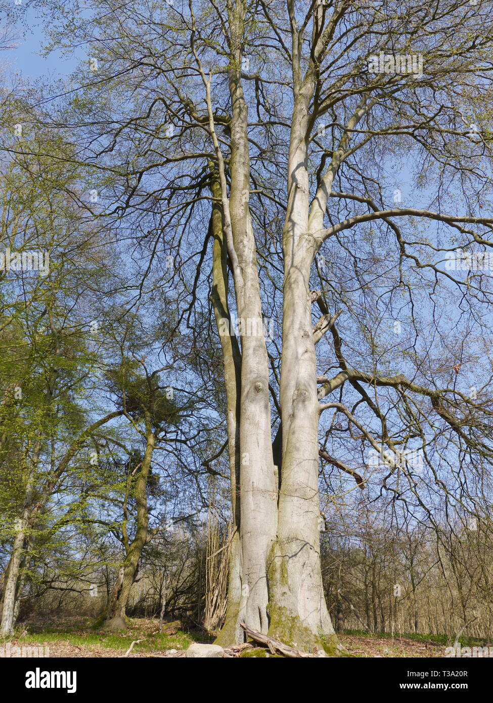 Large beech tree Stock Photo - Alamy