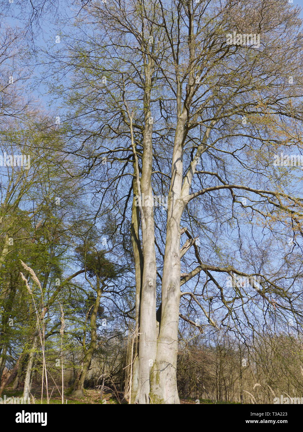 Large beech tree Stock Photo - Alamy