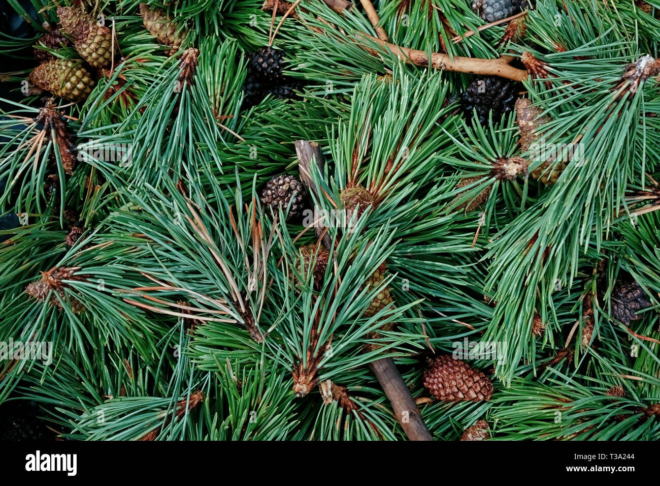 A pile of pine needles and cones Stock Photo - Alamy