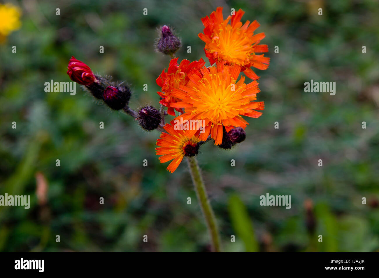 Hieracium aurantiacum, Devil's Paintbrush in early fall Stock Photo - Alamy