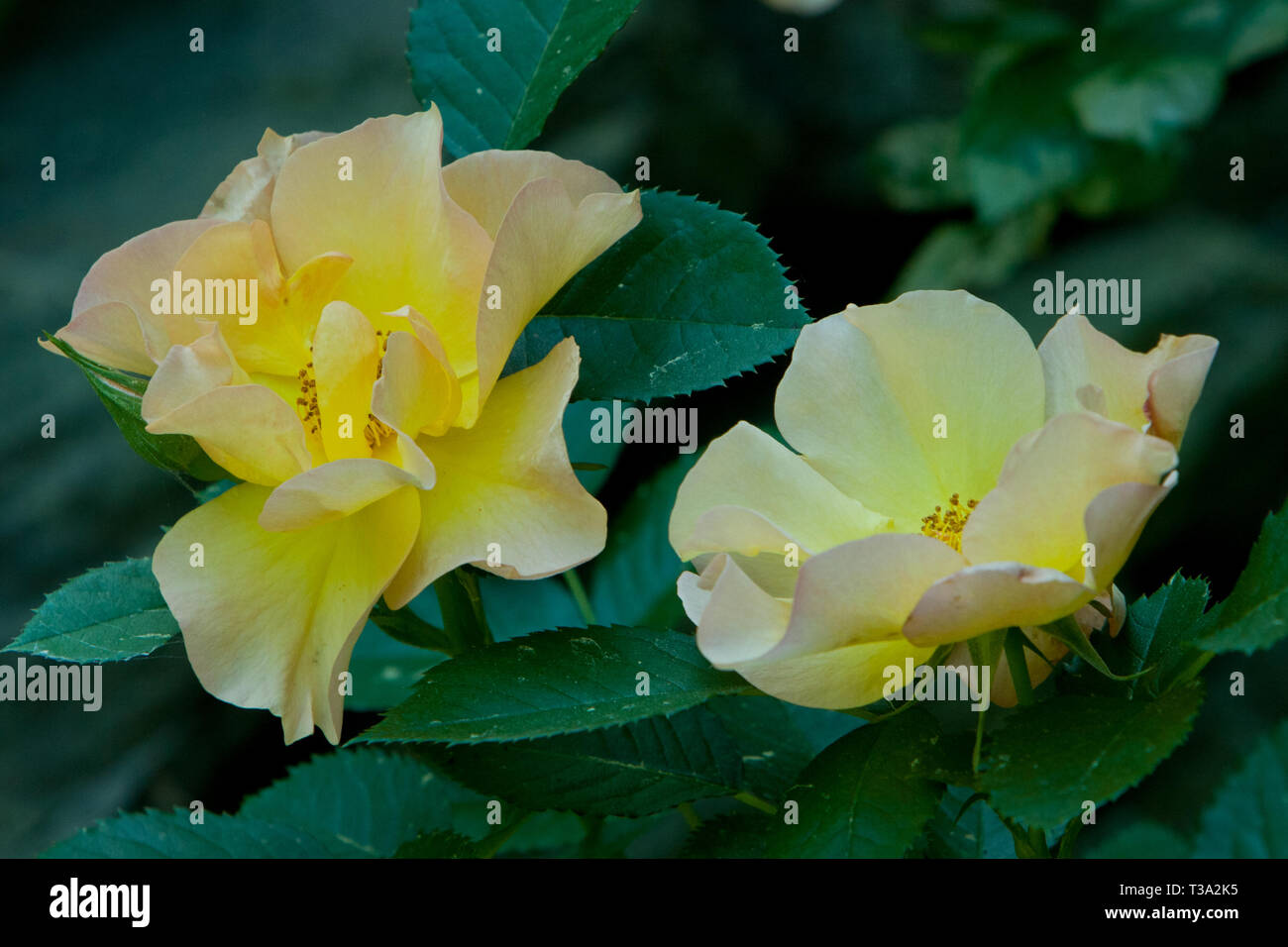 Two yellow tea roses Stock Photo - Alamy