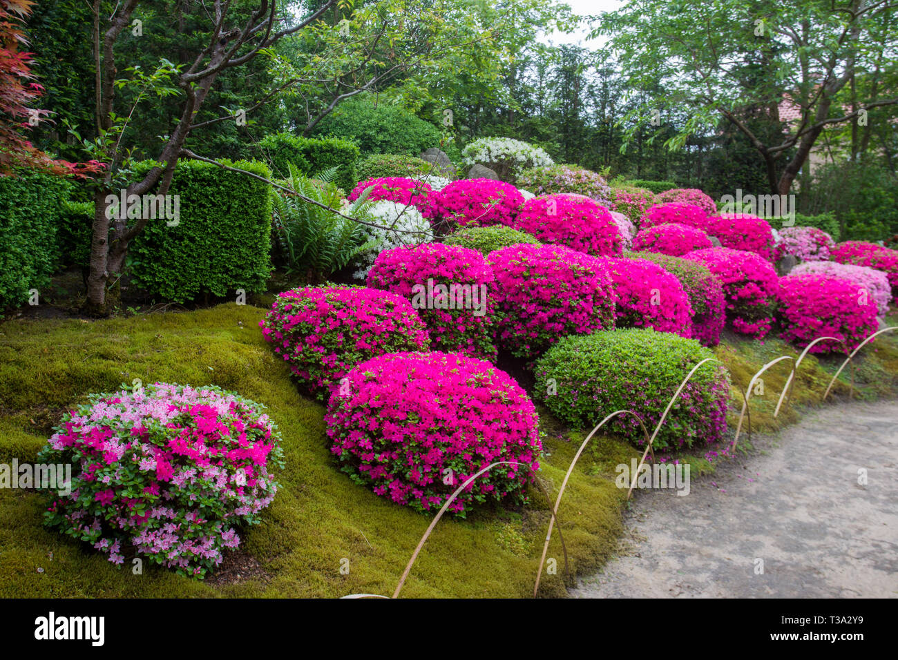 Azalea blossom and pond in Japanese Garden Stock Photo - Alamy