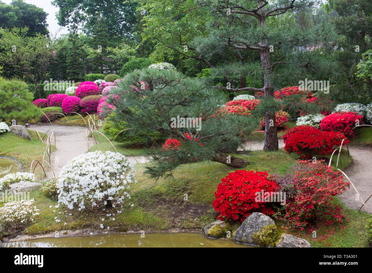 Azalea blossom and pond in Japanese Garden Stock Photo - Alamy