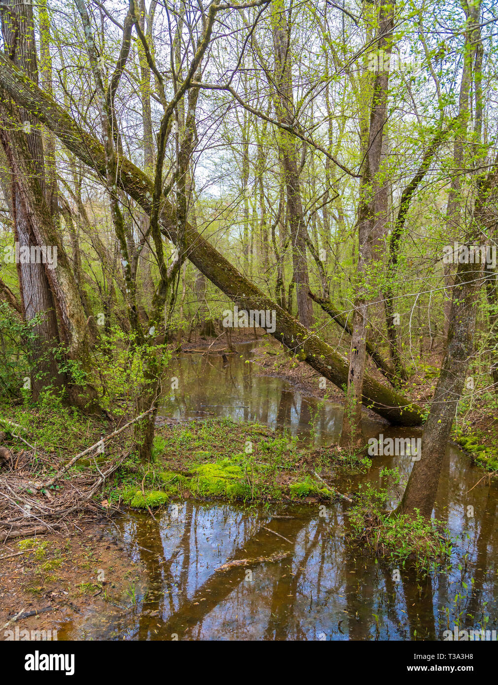 Trees Falling After Floods Stock Photo - Alamy