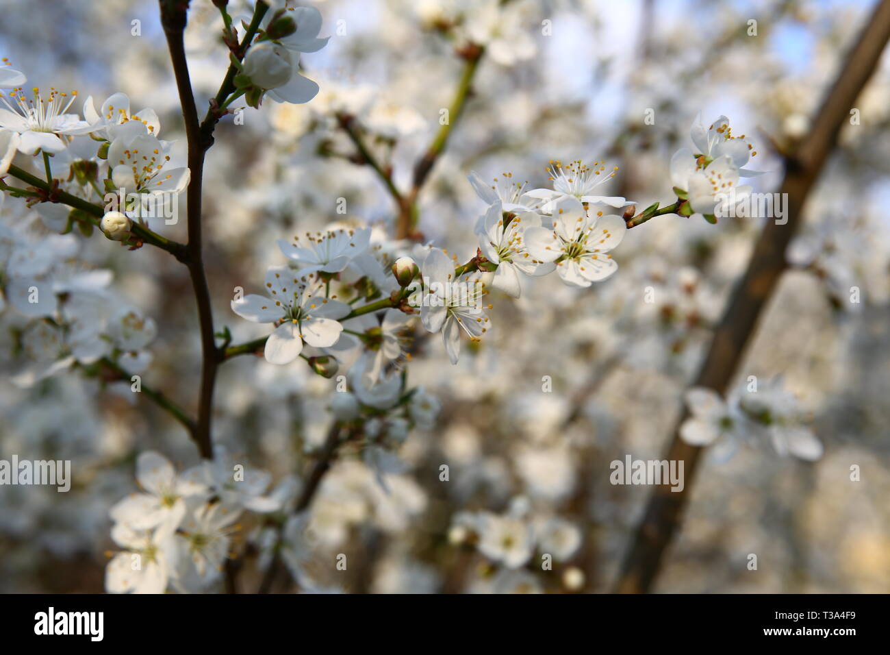 Spring: Plum blossoms Stock Photo - Alamy