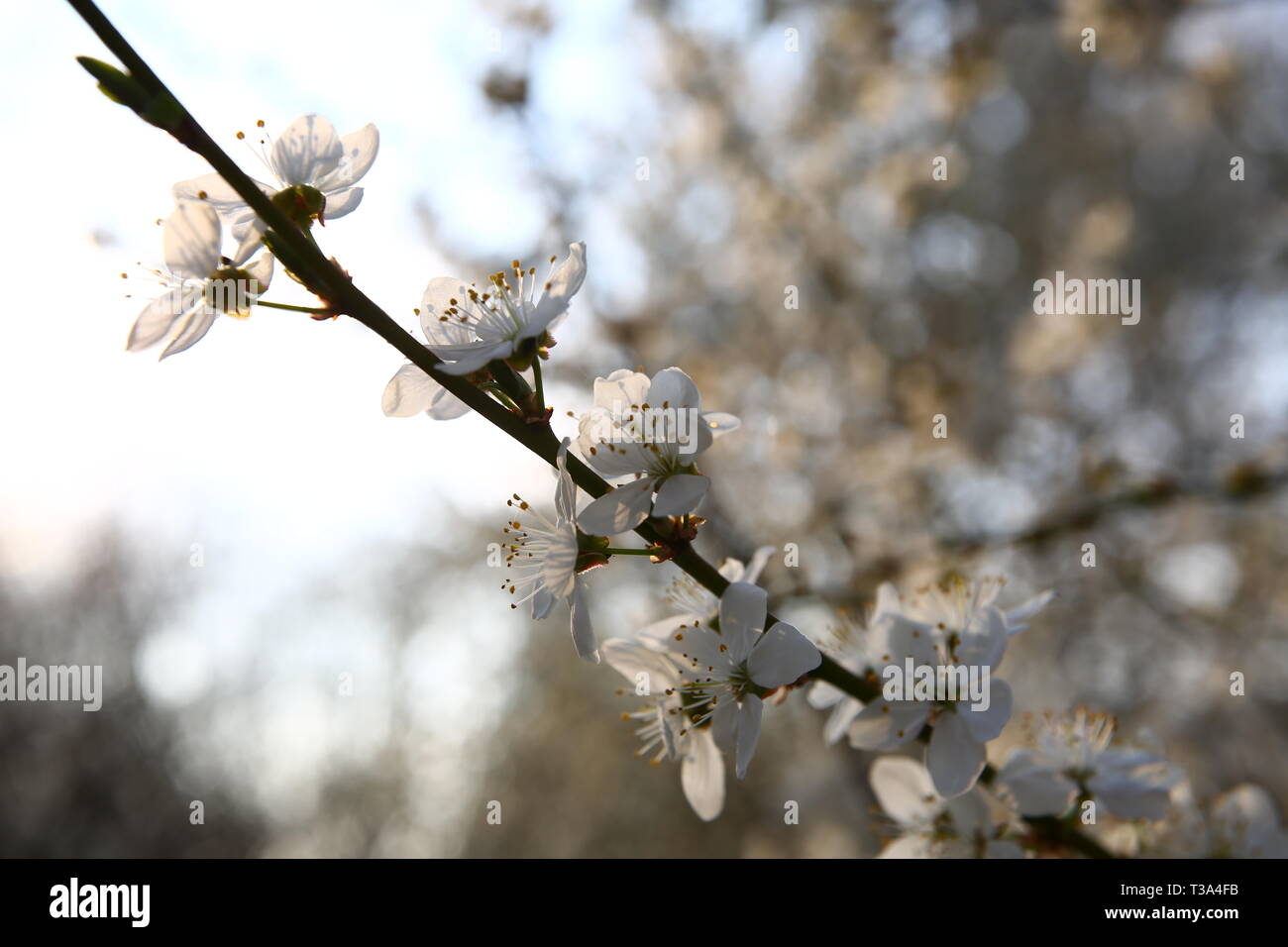 Spring: Plum blossoms Stock Photo - Alamy