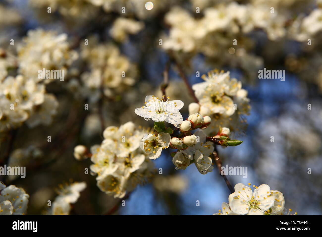 Spring: Plum blossoms Stock Photo - Alamy