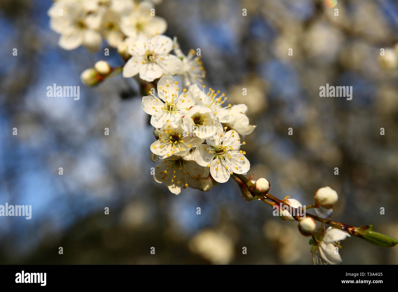Spring: Plum blossoms Stock Photo - Alamy