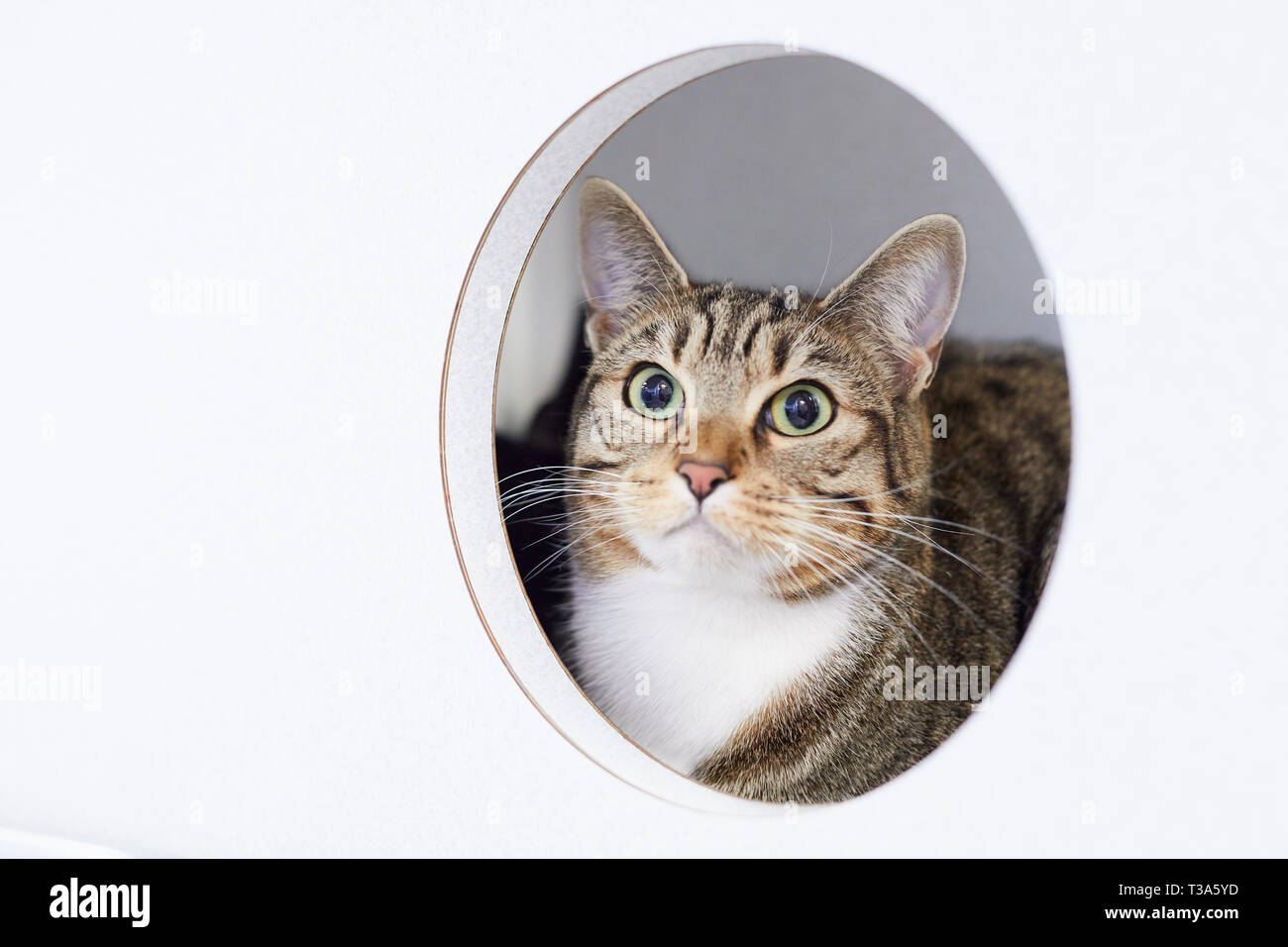 Tabby face cat hi-res stock photography and images - Alamy