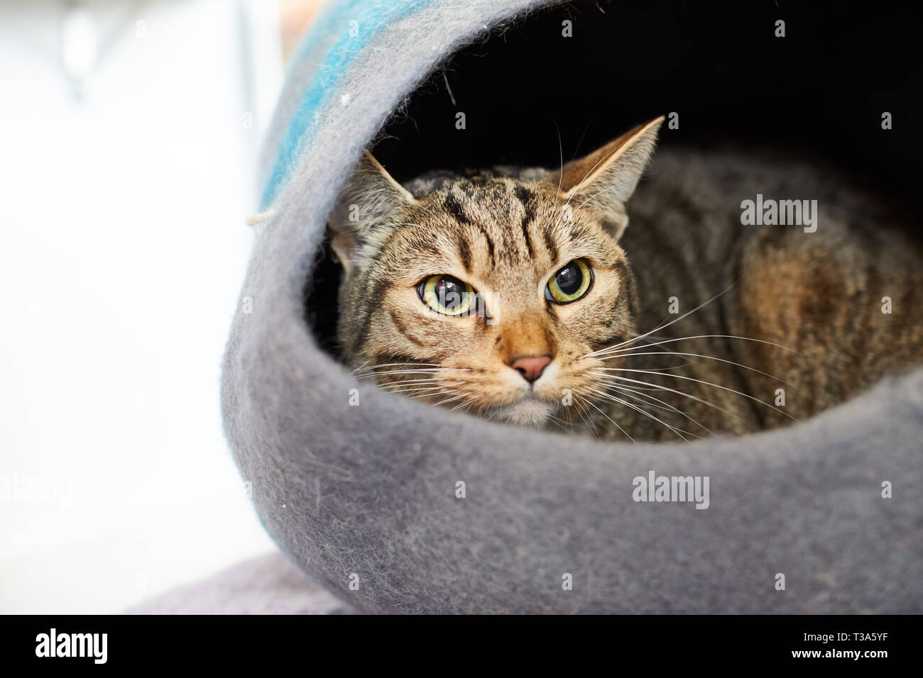 Scared Cat Hiding High Resolution Stock Photography and Images - Alamy