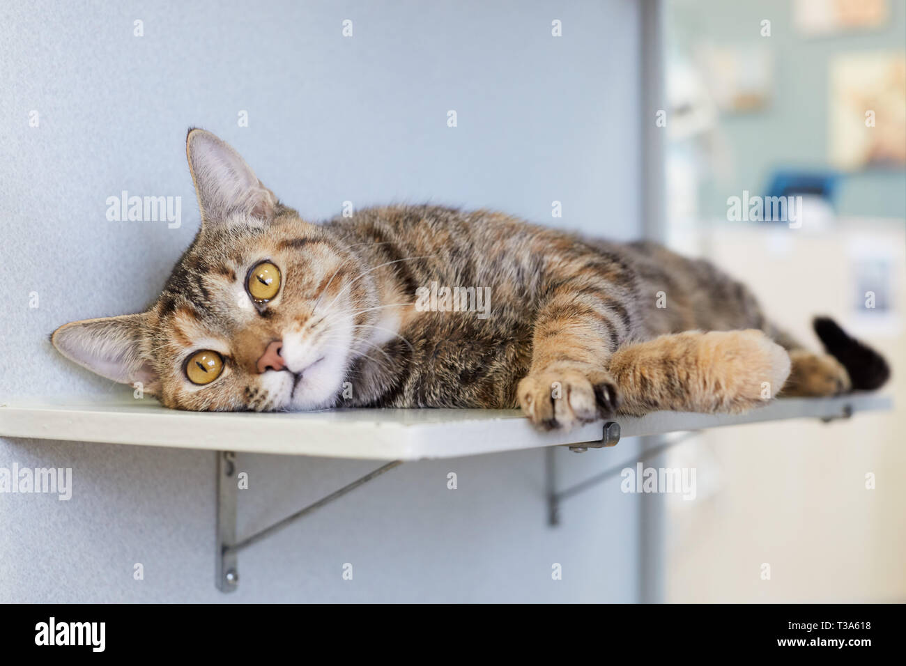Happy tabby feline hi-res stock photography and images - Alamy
