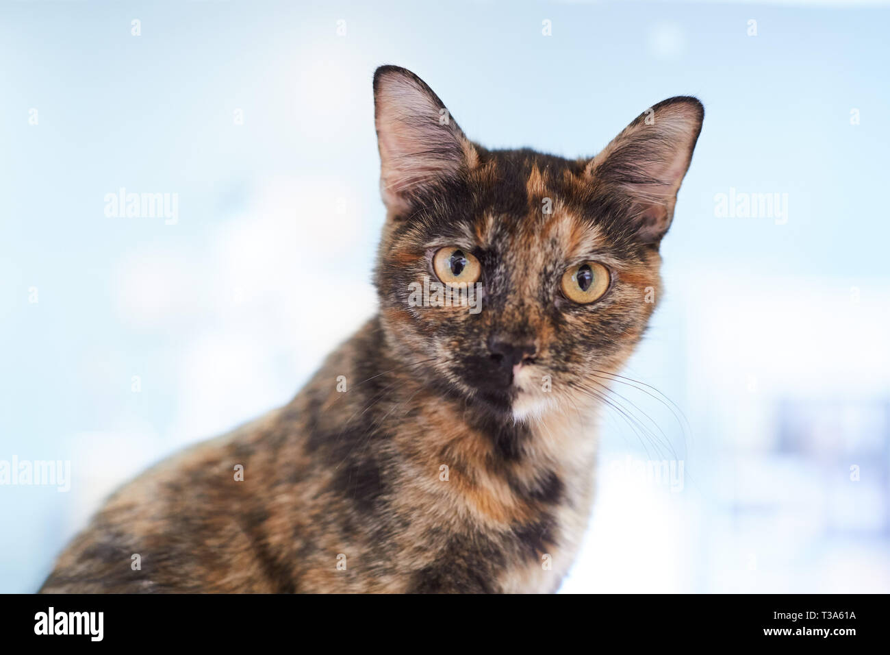 Tortoiseshell cat hi-res stock photography and images - Alamy