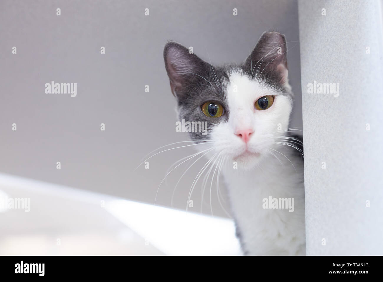 Cat looking toward camera hi-res stock photography and images - Alamy