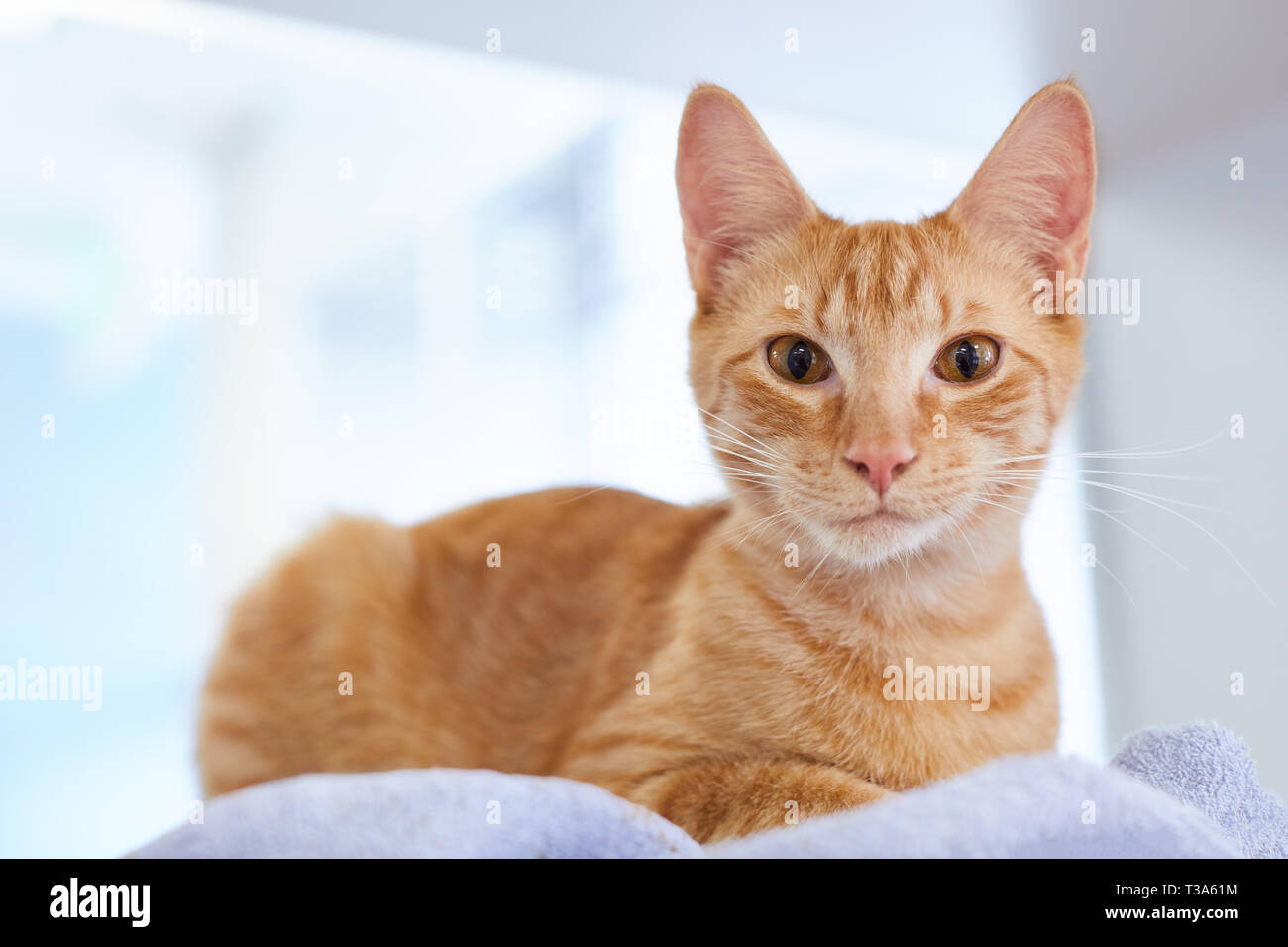 Tabby cat on furry blanket hi-res stock photography and images - Alamy