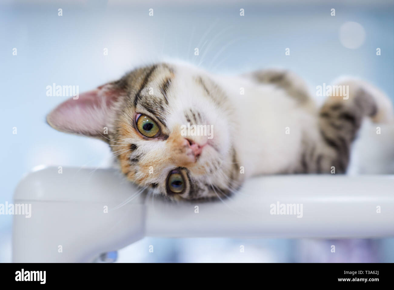 Cat making biscuits hi-res stock photography and images - Alamy