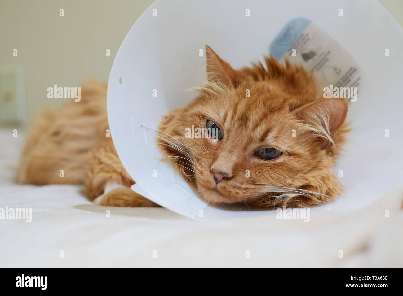 Tabby Cat Face High Resolution Stock Photography and Images - Alamy