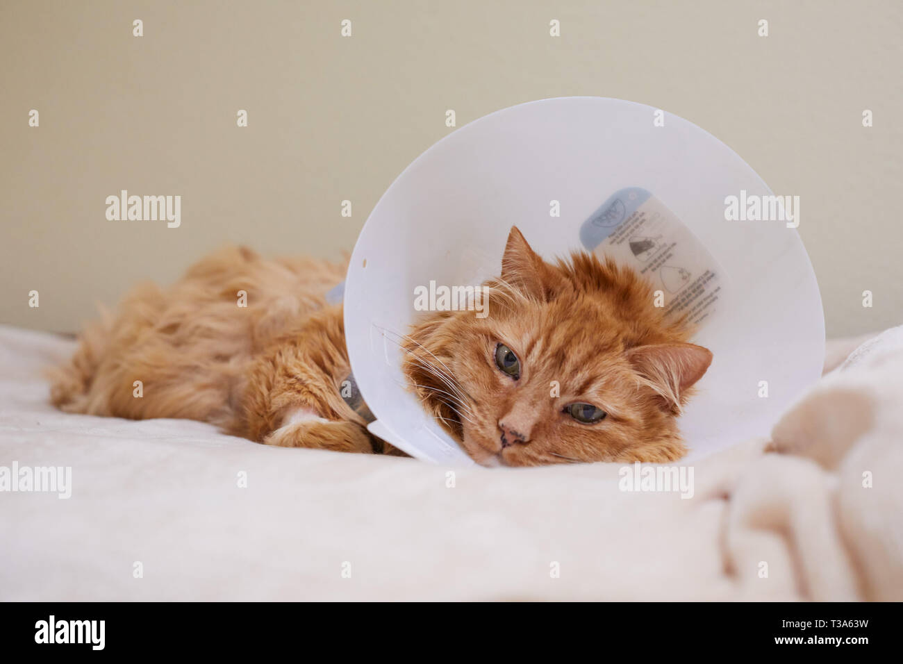 Tabby Cat Face High Resolution Stock Photography and Images - Alamy