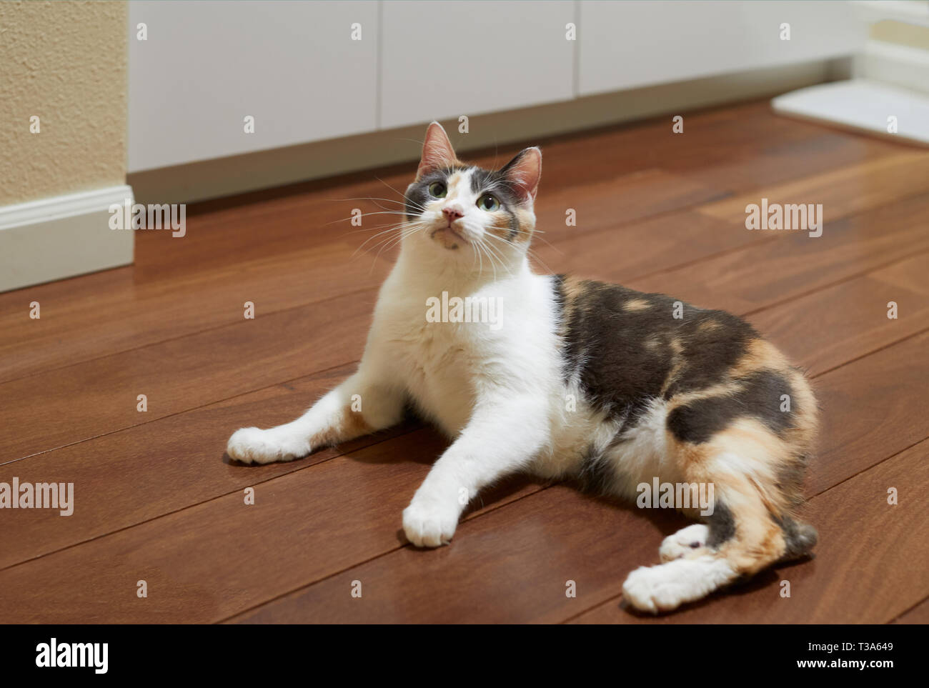 Calico Eyes Stock Photos & Calico Eyes Stock Images - Alamy