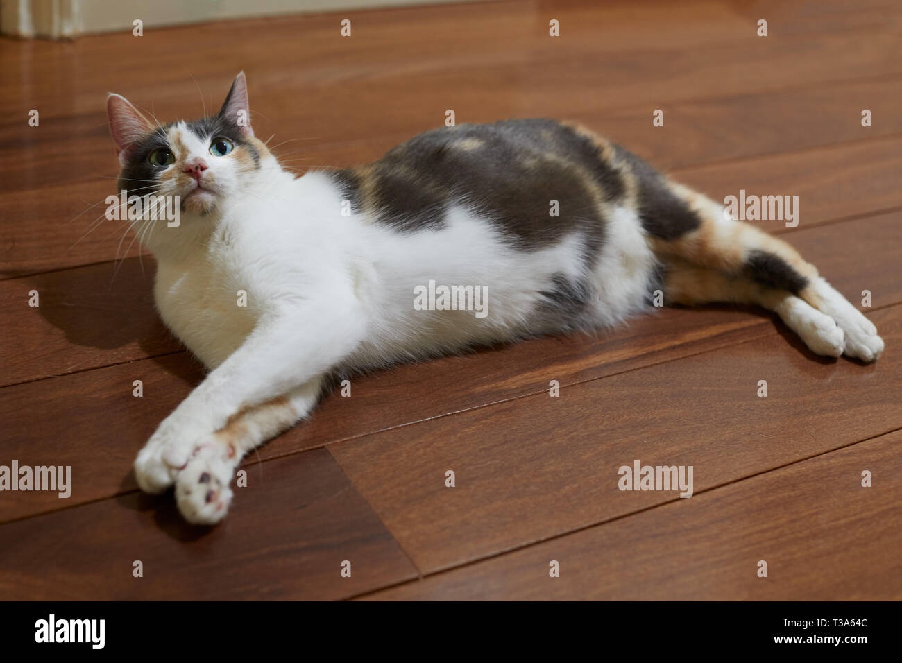 Manx Cat High Resolution Stock Photography and Images - Alamy