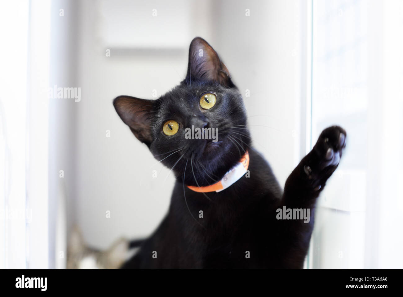 Cat neck band hi-res stock photography and images - Alamy