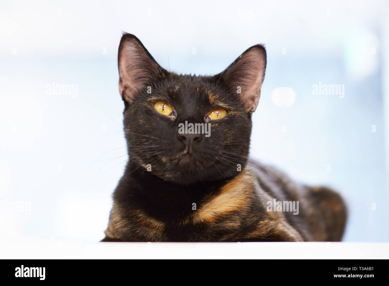 Domestic shorthair tortoiseshell cat hi-res stock photography and ...