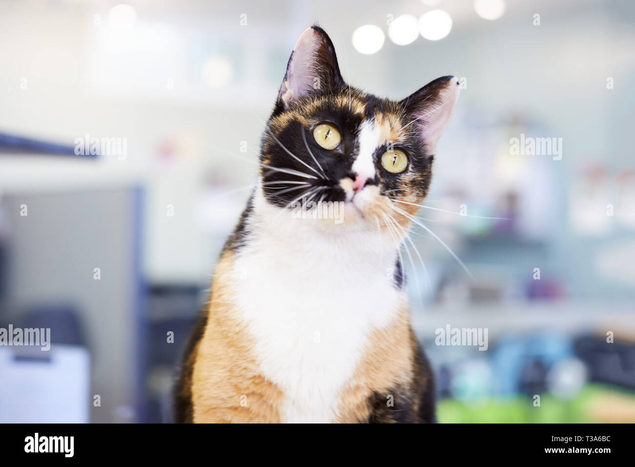 Calico cat hi-res stock photography and images - Alamy