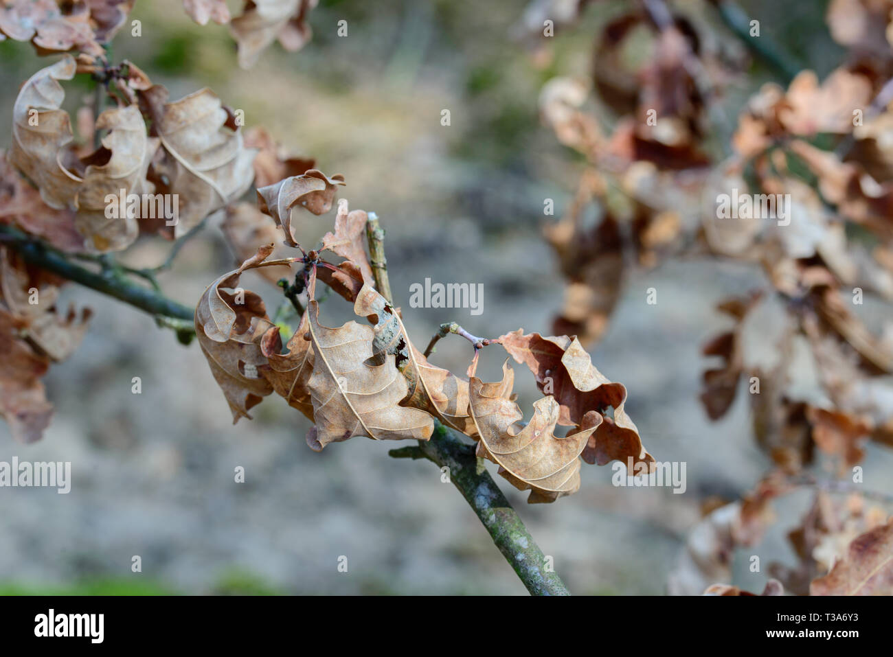 Backdrop of brown leaves hi-res stock photography and images - Alamy