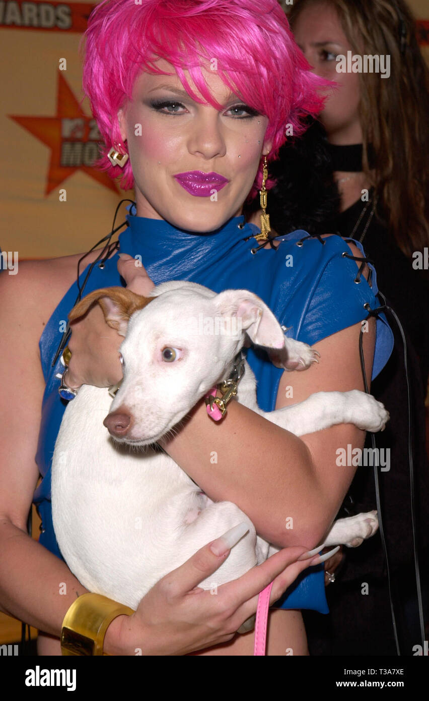 LOS ANGELES, CA. June 02, 2001: Pop star PINK with her dog Fucker at ...