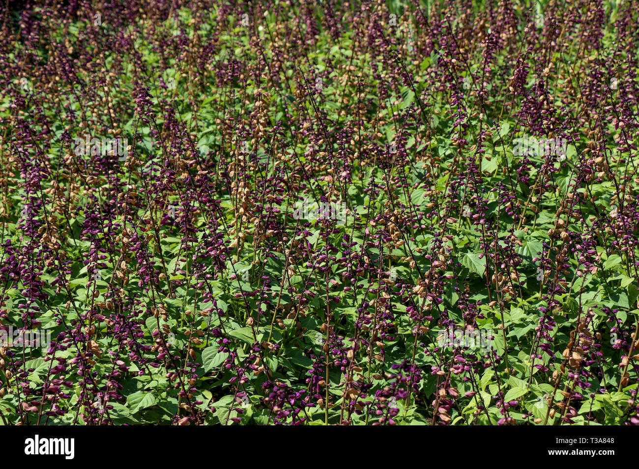 Green leaves of the spring season Stock Photo - Alamy