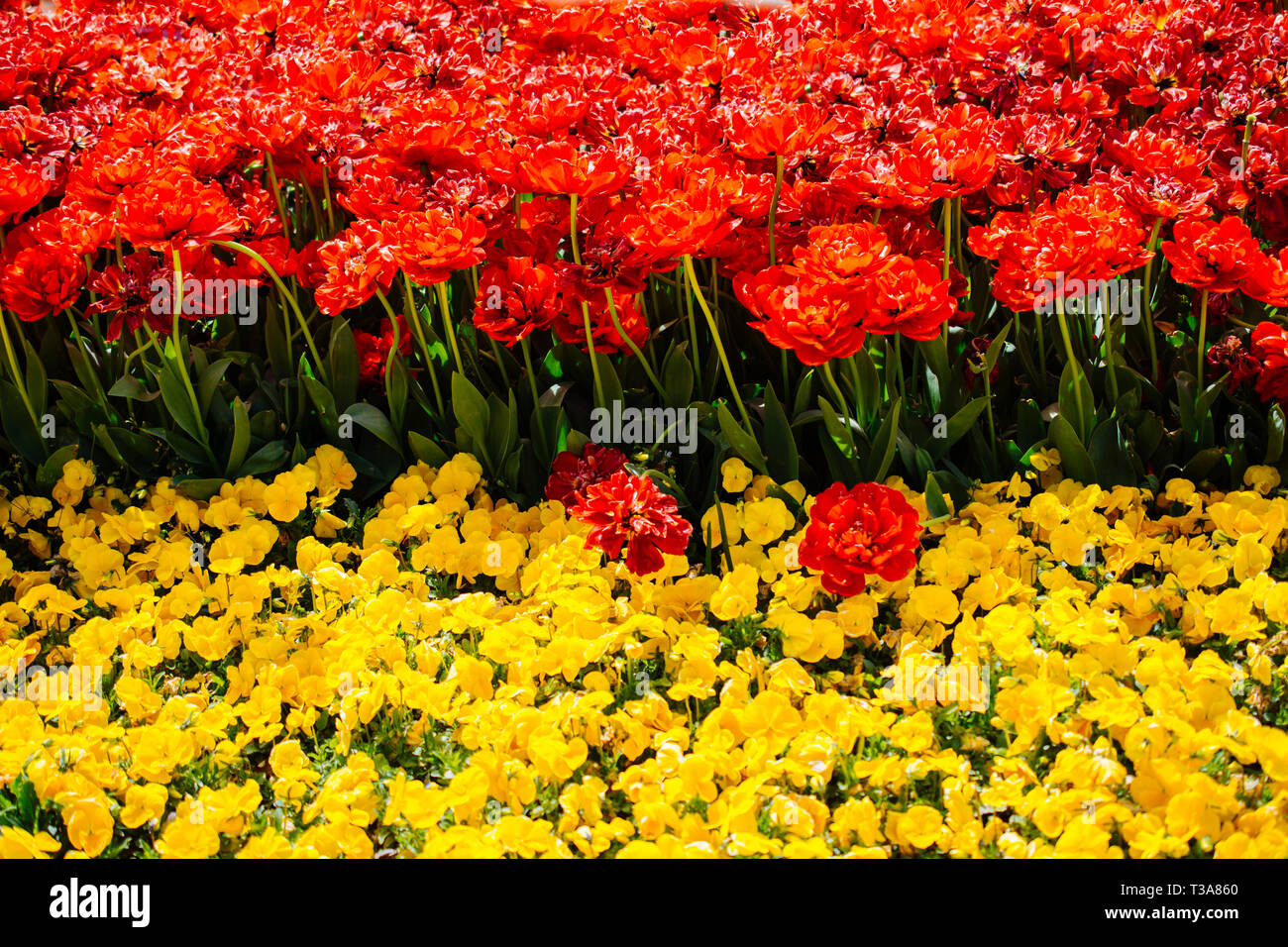 Blooming beautiful colorful natural flowers in view Stock Photo - Alamy