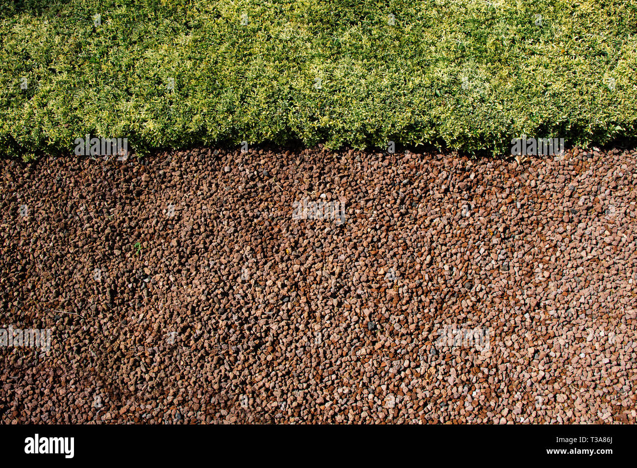 Green plants as a nature background texture Stock Photo - Alamy