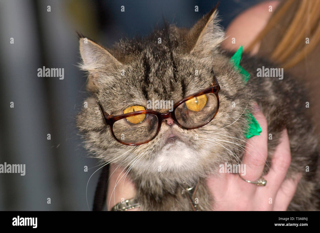 LOS ANGELES, CA. June 23, 2001: EDGAR the cat at the Los Angeles ...