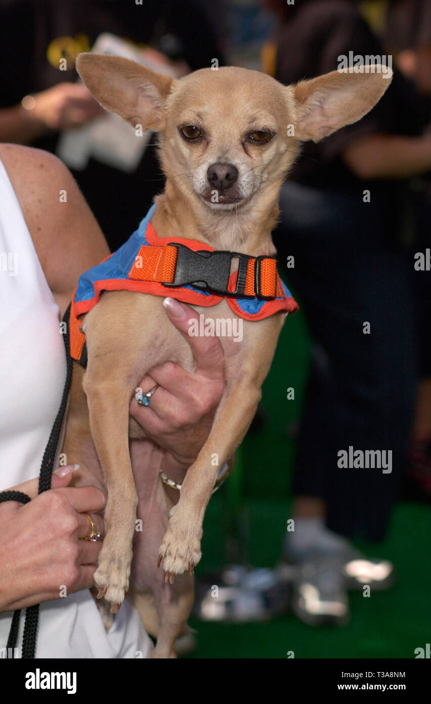 LOS ANGELES, CA. June 23, 2001: Taco Bell spokesdog GIDGET at the Los ...