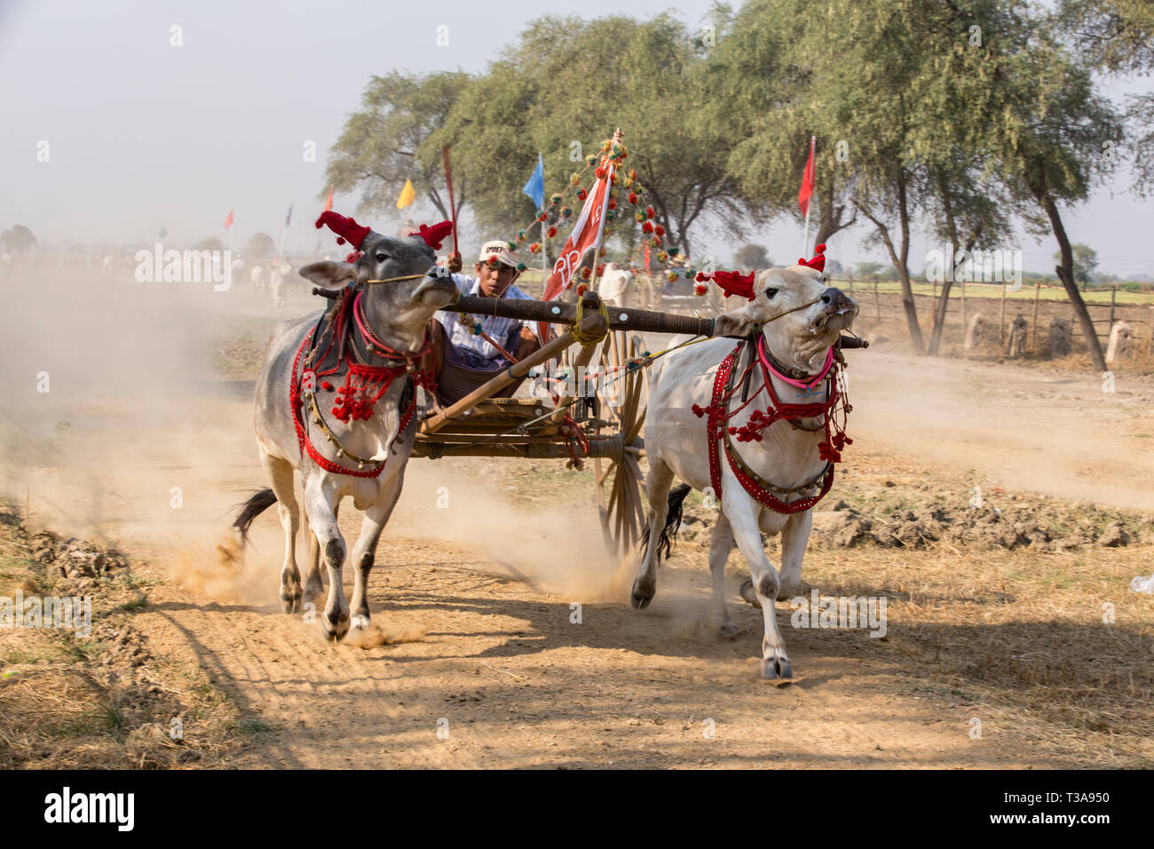 Ox race hi-res stock photography and images - Alamy