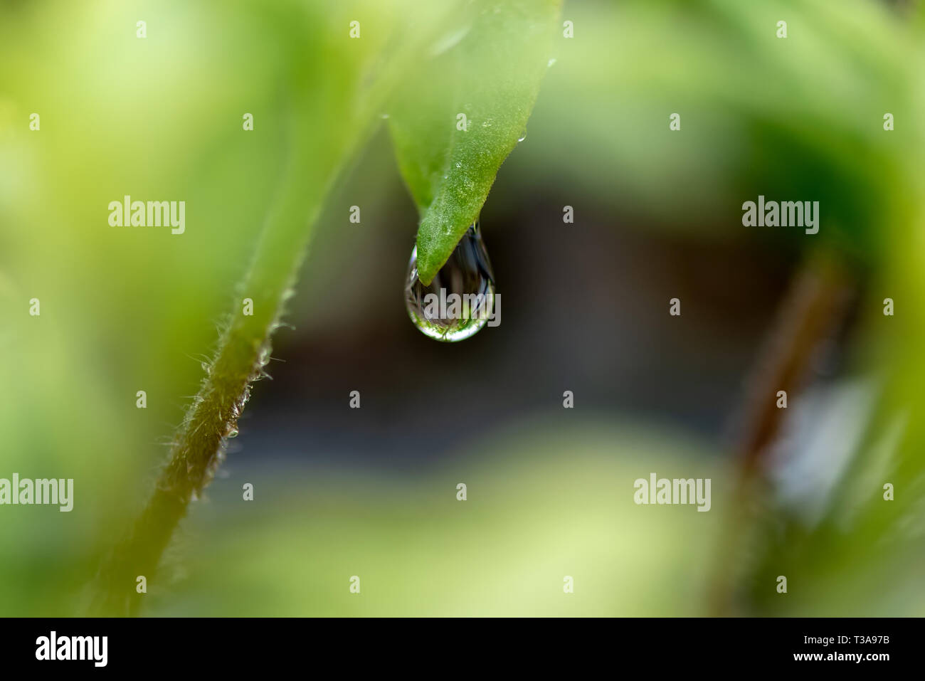 Garden fresh microgreens hi-res stock photography and images - Alamy