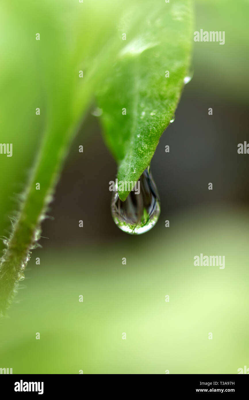 Fresh plant with dew drops close up in garden Stock Photo - Alamy