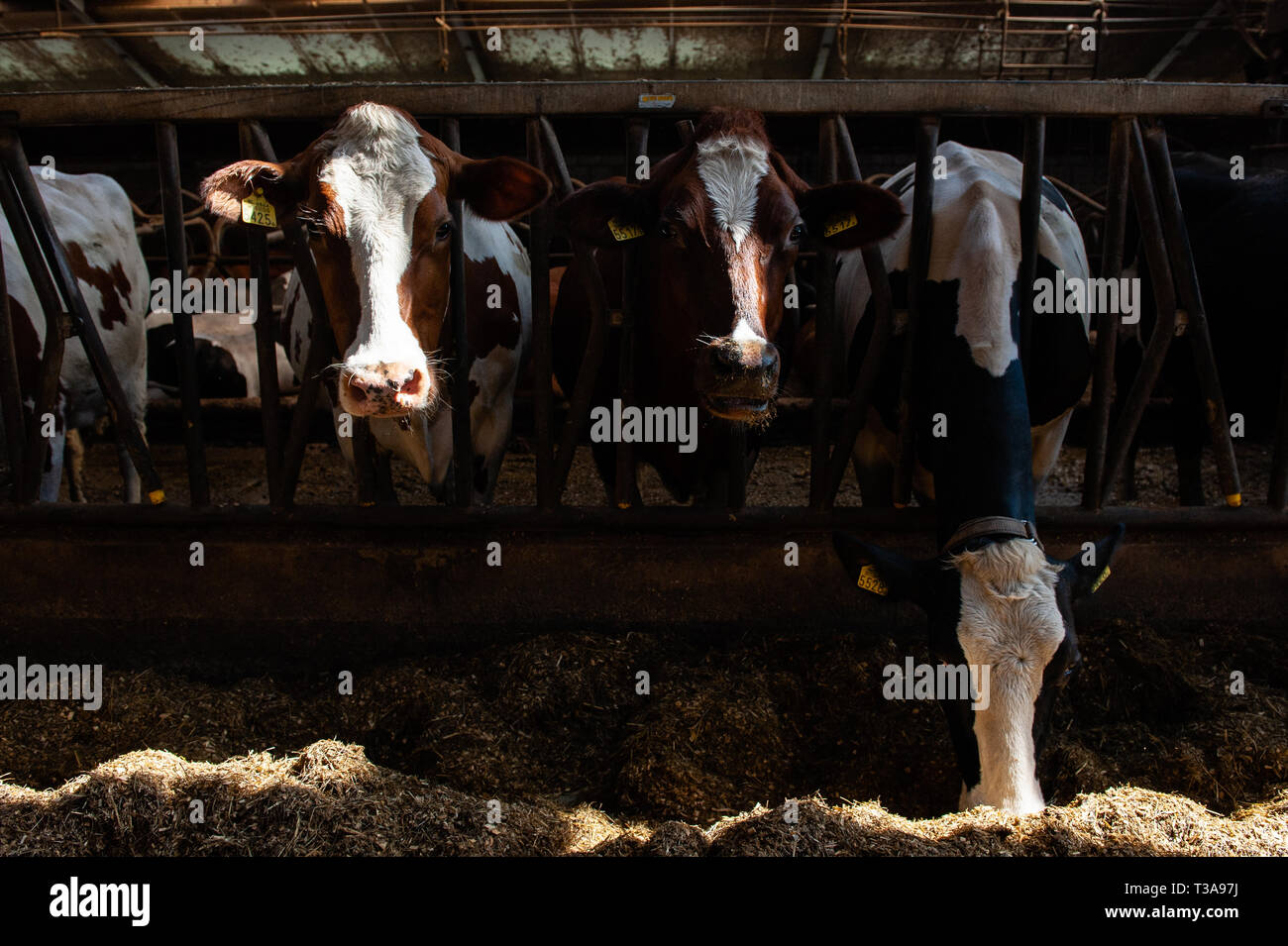 Eating before going out hi-res stock photography and images - Alamy